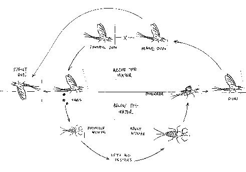 Life cycle of the mayfly (order ephemeroptera) mayfly – fishonfly.com.au
