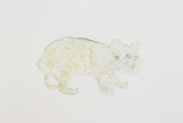 Guinea Pig - Tim Maley | Alcaston Gallery