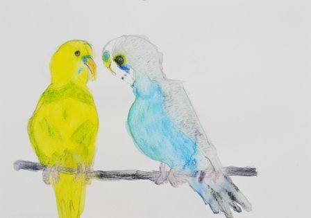 Two Budgies - Tim Maley | Alcaston Gallery
