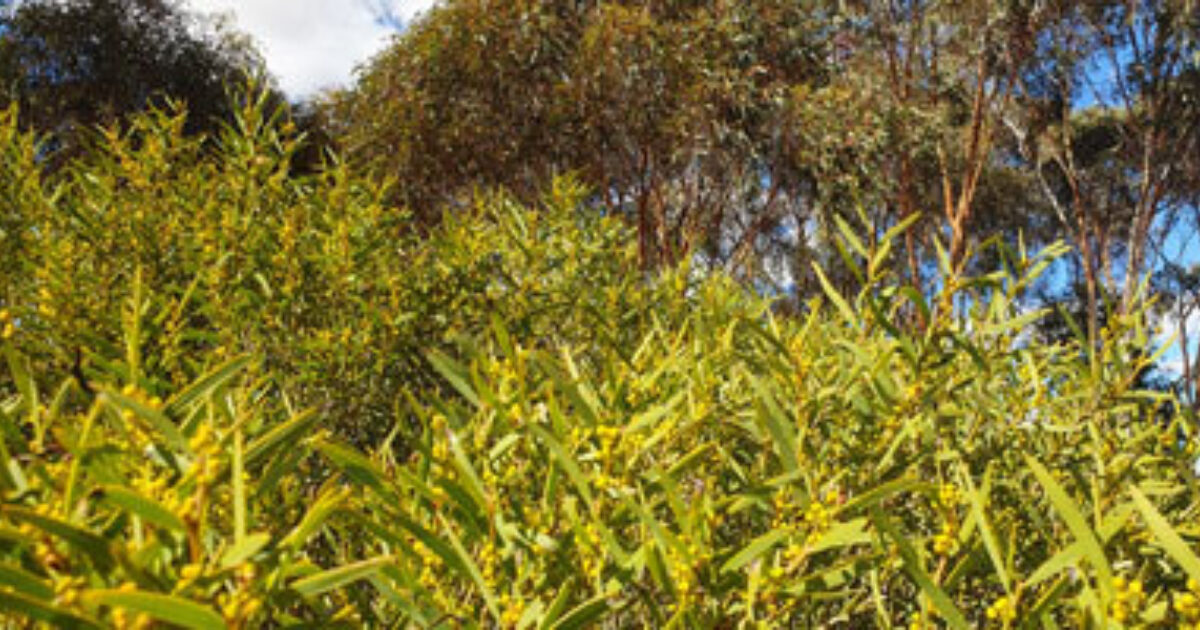 Anglican Church of Perth | Anglican Church Diocese of Perth