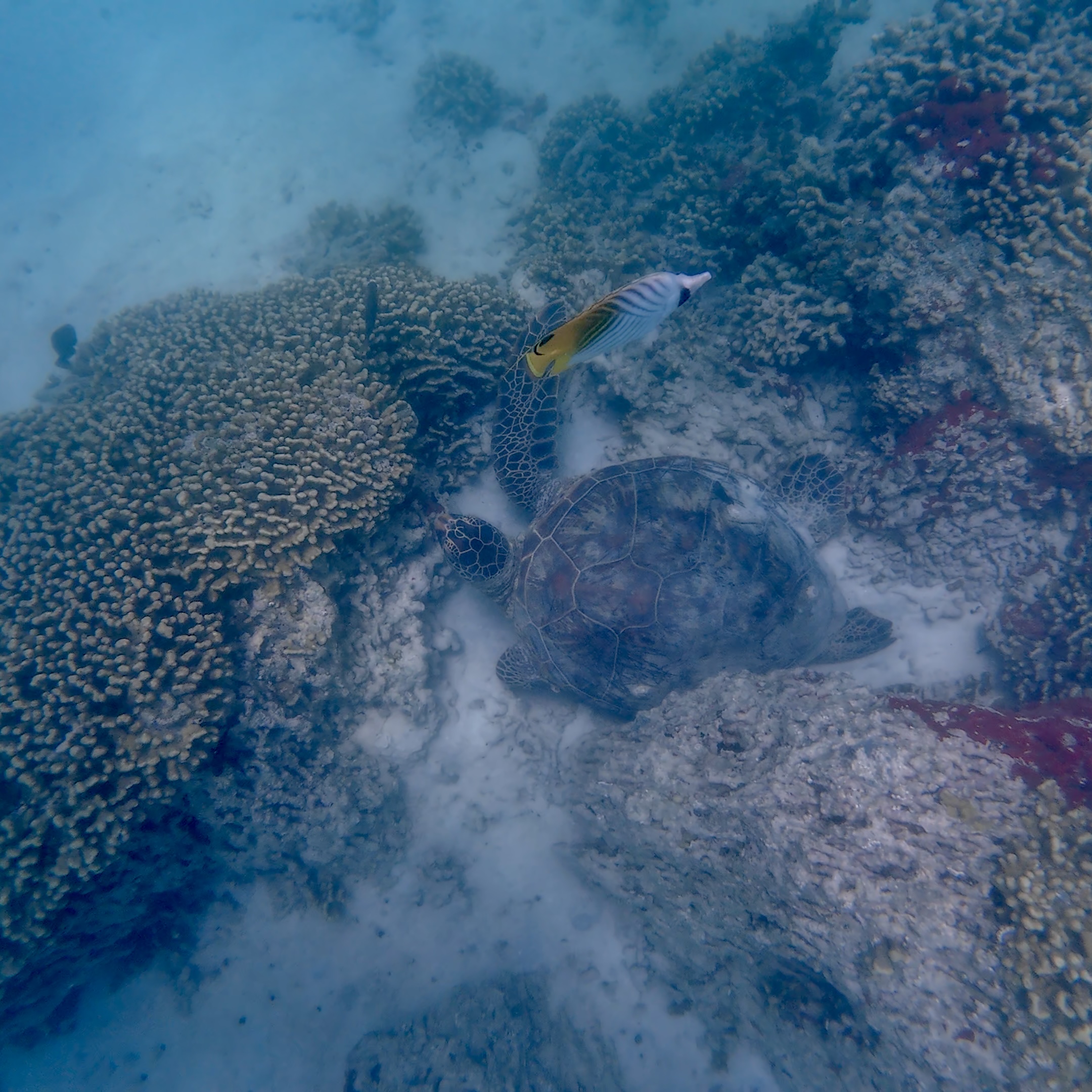 CAPTAIN BRUCE Kaneohe Sandbar Snorkeling Tour / Morning | Book Sandbar ...