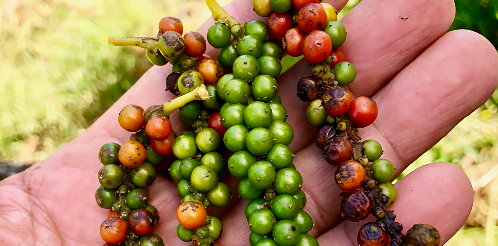 The King of Spice: A Story of Sarawak Pepper | One Tribe