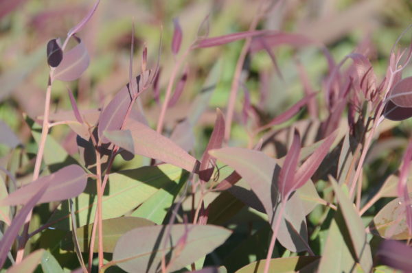 Why choose native plants for council landscaping projects | Plantrite