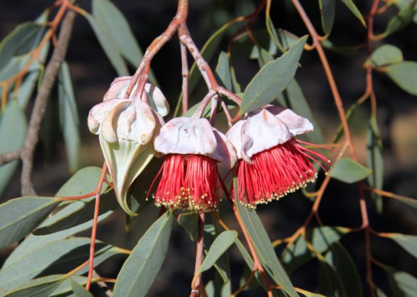 The importance of using Australian native trees in your landscaping ...