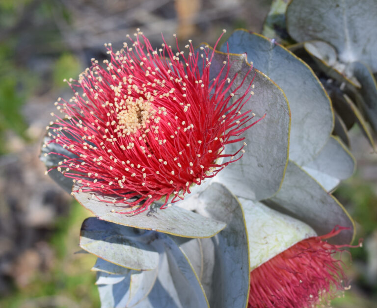 Plant in focus: Eucalyptus macrocarpa subsp. macrocarpa | Plantrite