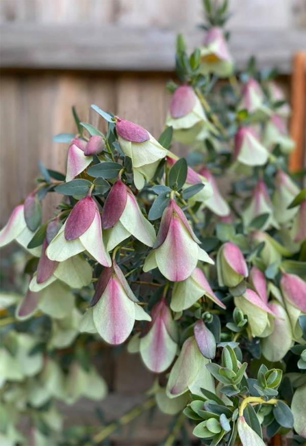 Plant in Focus: Pimelea physodes 'Qualup Bell' GRAFTED | Plantrite