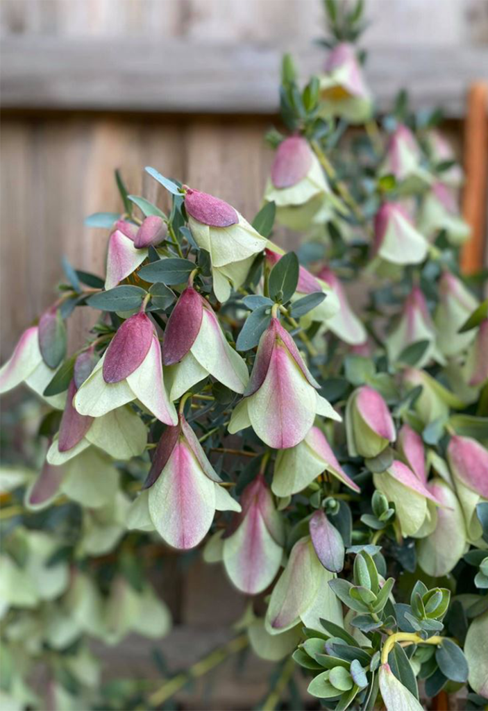Plant in Focus: Pimelea physodes 'Qualup Bell' GRAFTED | Plantrite