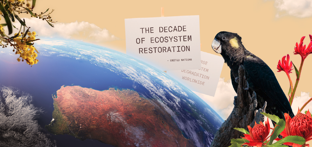 The rise of revegetation and reforestation in Australia: Preparing now ...