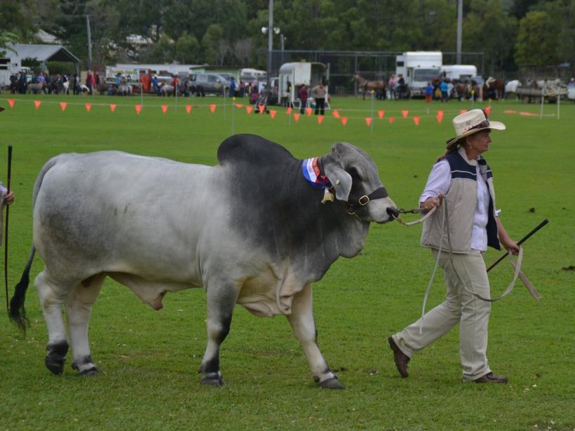 Yeppoon Show in 43 Park Street Yeppoon Australia| Photos, Reviews ...