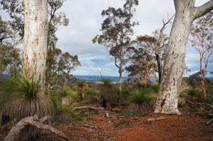Park tales: Eagle View Walk Trail, John Forrest National Park - WA ...