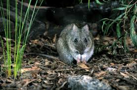 The fight to save a rare marsupial - WA Parks Foundation