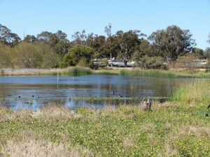 Feature Urban Park - Perry Lakes Reserve - WA Parks Foundation