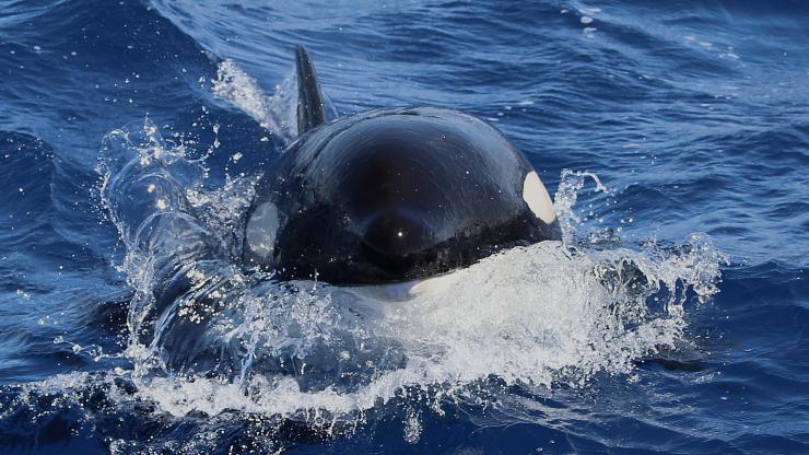 Orca season beginning soon - WA Parks Foundation