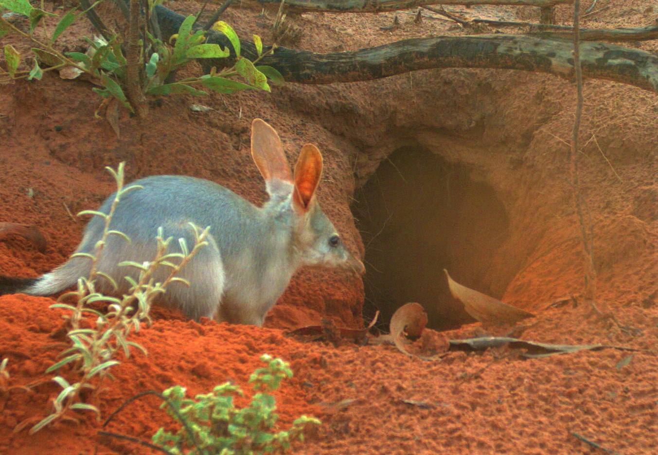 Our industrious bilbies - ecosystem engineers - WA Parks Foundation