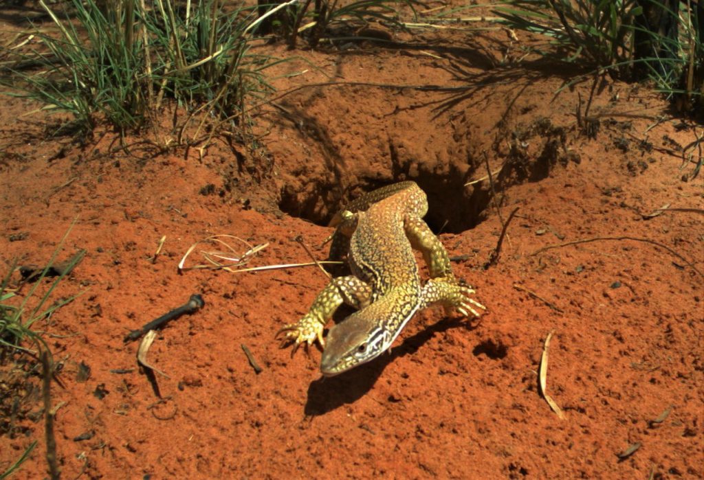 Our industrious bilbies - ecosystem engineers - WA Parks Foundation