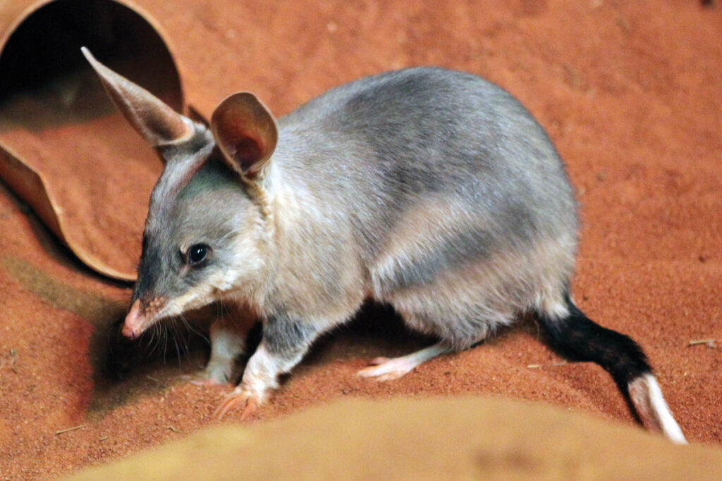 Oldest evidence of the bilby discovered - WA Parks Foundation