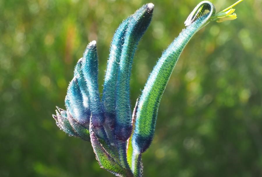 Blue Roo 4 You - WA Parks Foundation