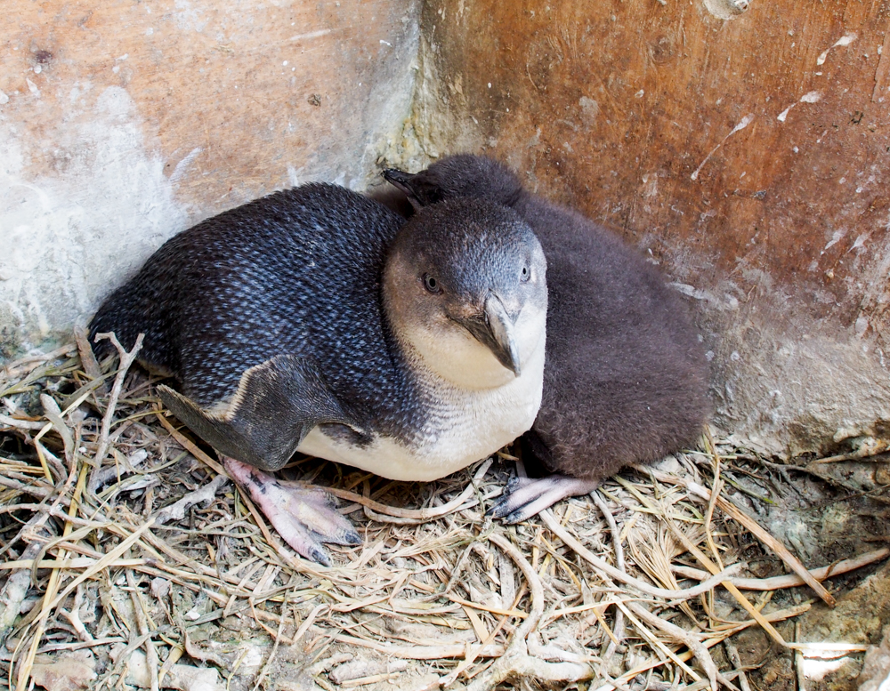 Ahoy beachcombers and bird lovers - your observation skills needed ...