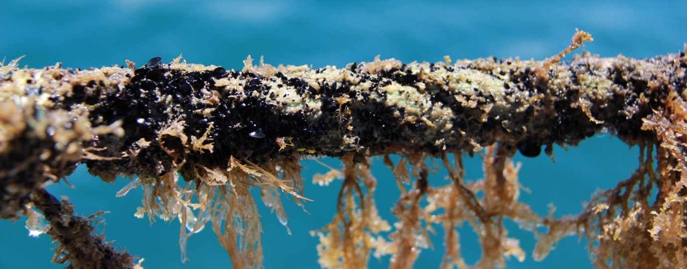 Bringing back mussels for river health - WA Parks Foundation