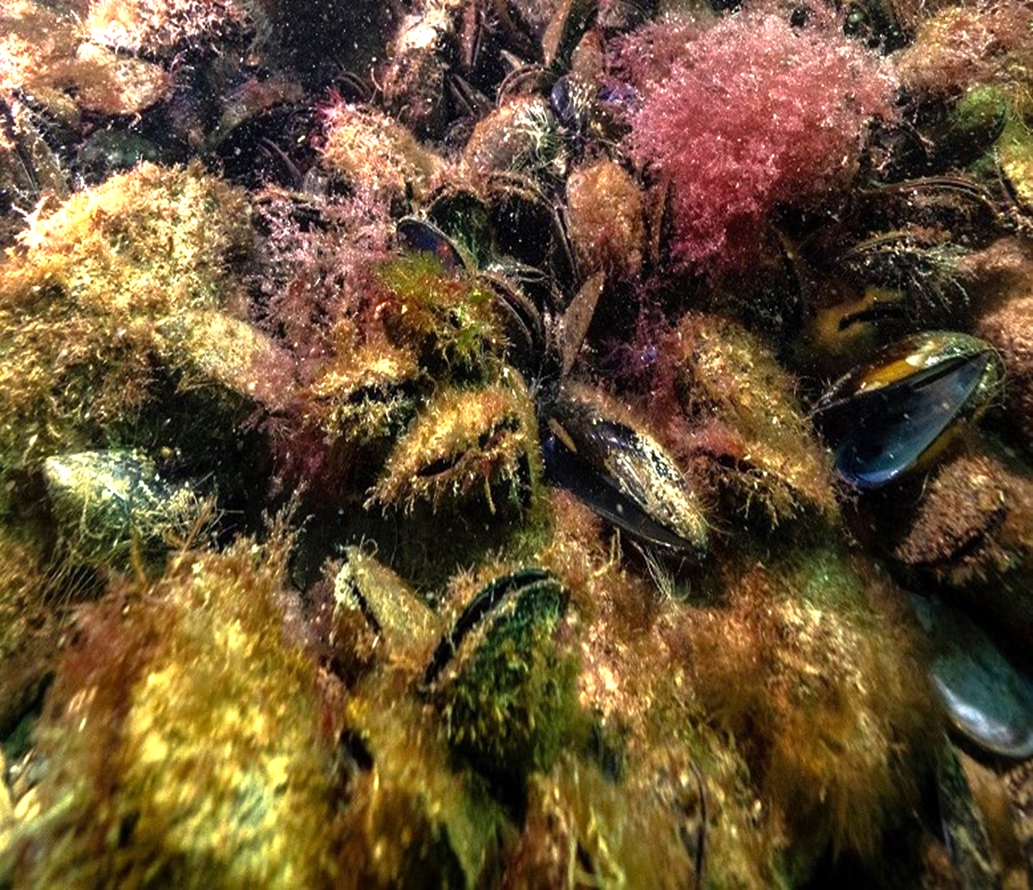 Bringing back mussels for river health - WA Parks Foundation