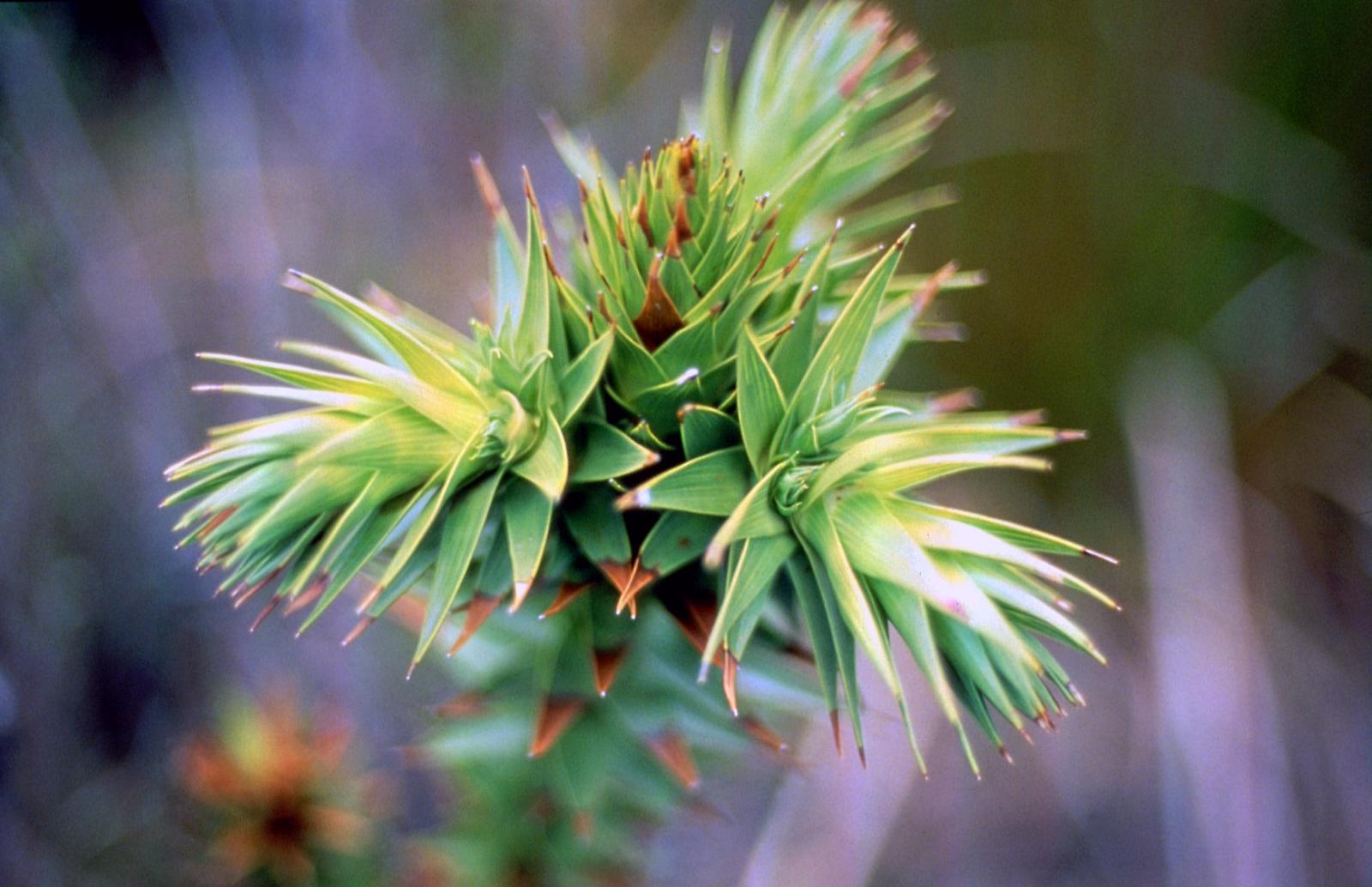 Survival action for imperilled plant - WA Parks Foundation