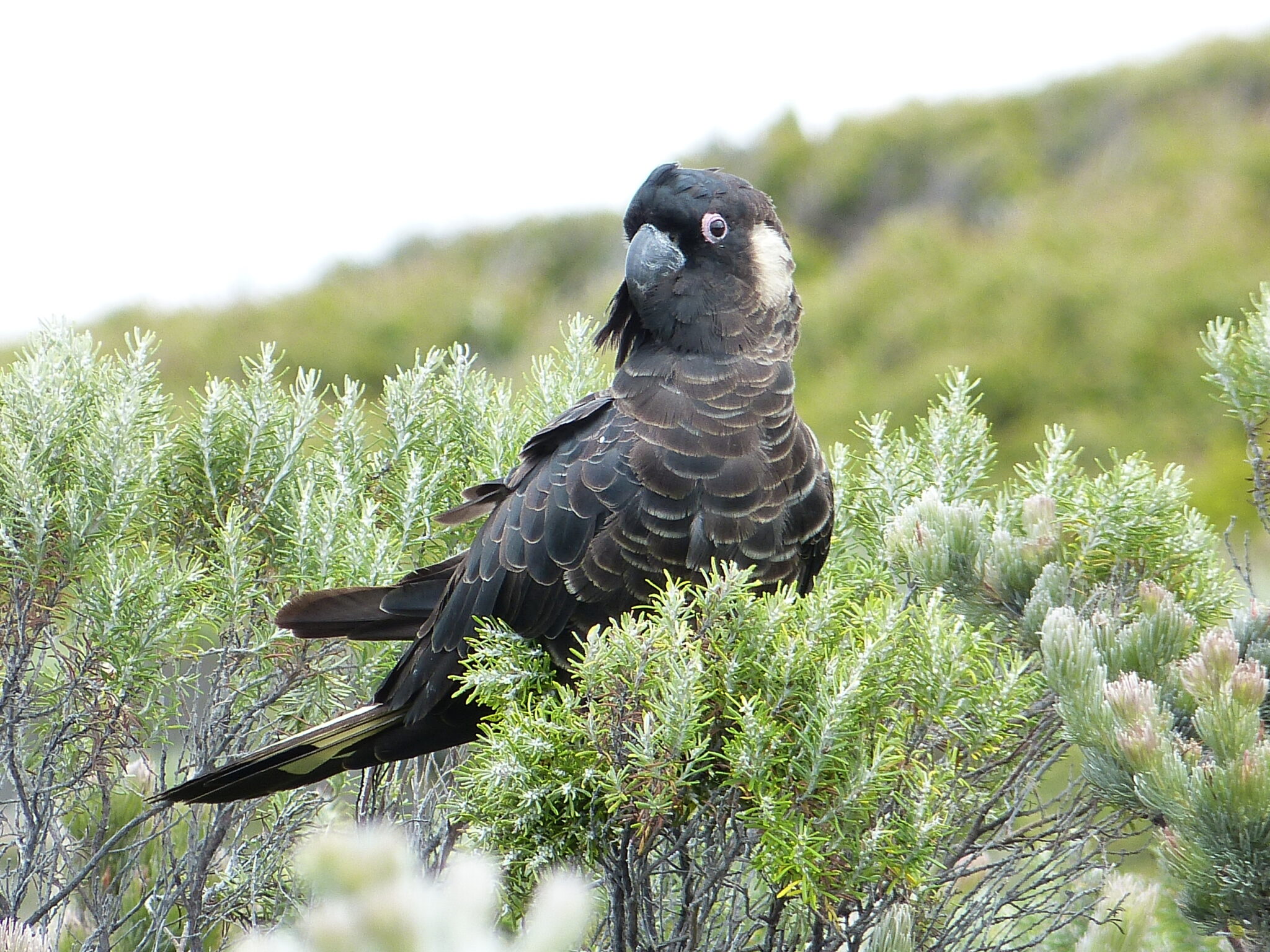 Spot a Cockatoo - WA Parks Foundation