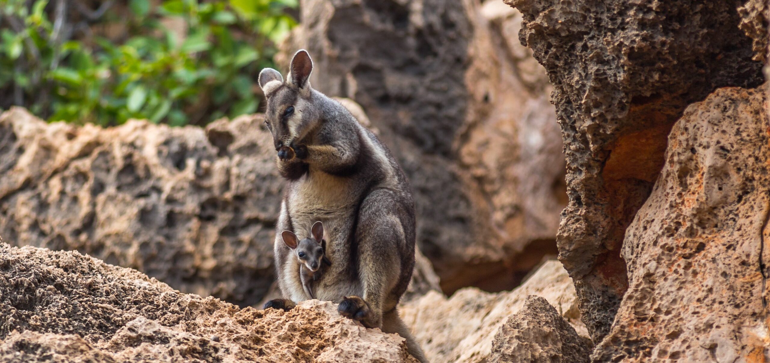 Vote for your favourite mammal - WA Parks Foundation