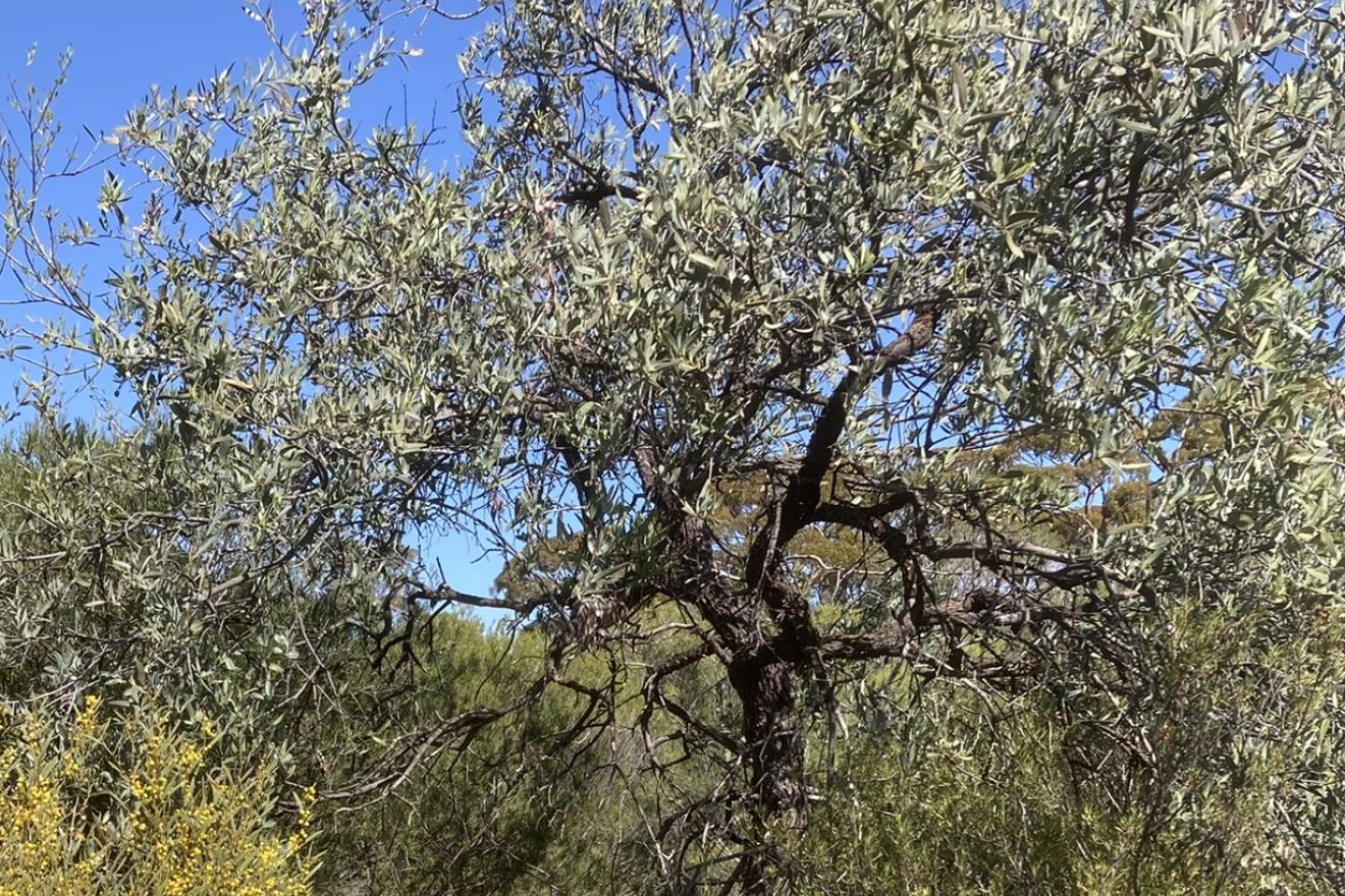 Conserving and managing WA’s wild sandalwood - WA Parks Foundation