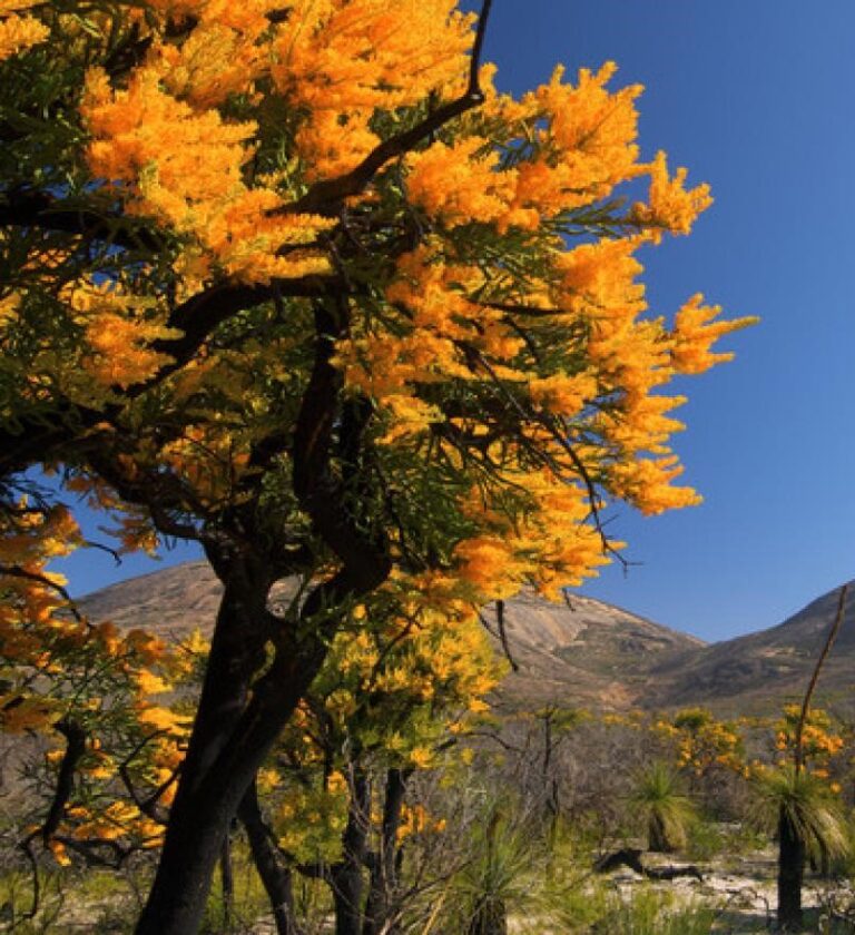 Season’s greetings from our Chair - WA Parks Foundation