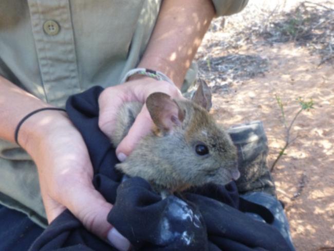 Helping to protect fragile populations - WA Parks Foundation
