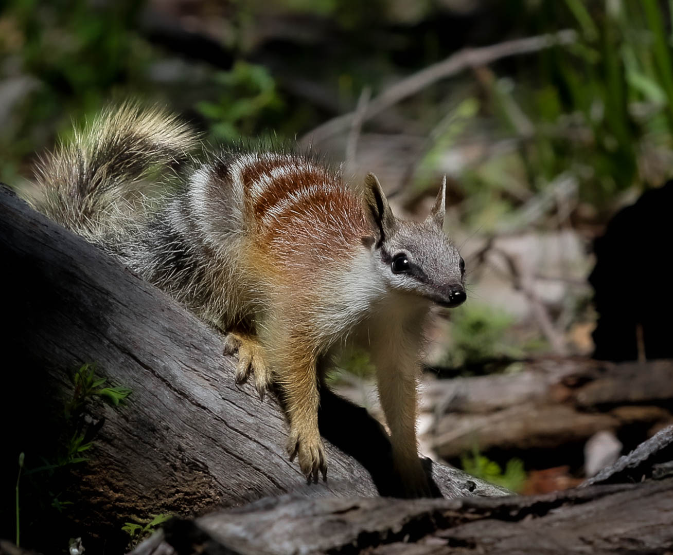 Perth Zoo numbats sent east - WA Parks Foundation