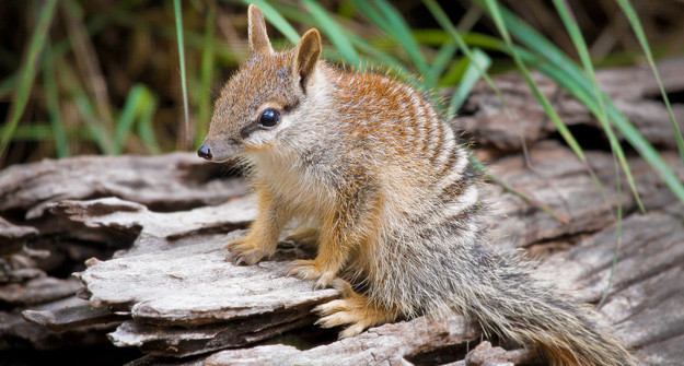 Perth Zoo numbats sent east - WA Parks Foundation