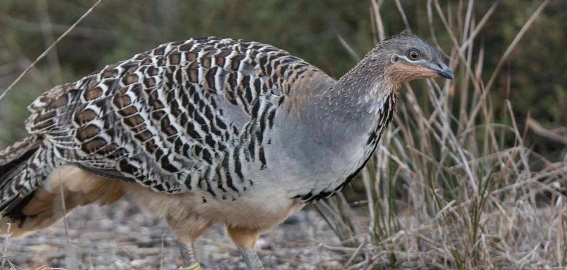 Rescuing our malleefowl - WA Parks Foundation