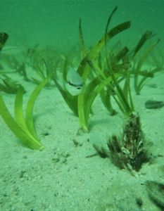 Seagrass restoration in Shark Bay - WA Parks Foundation