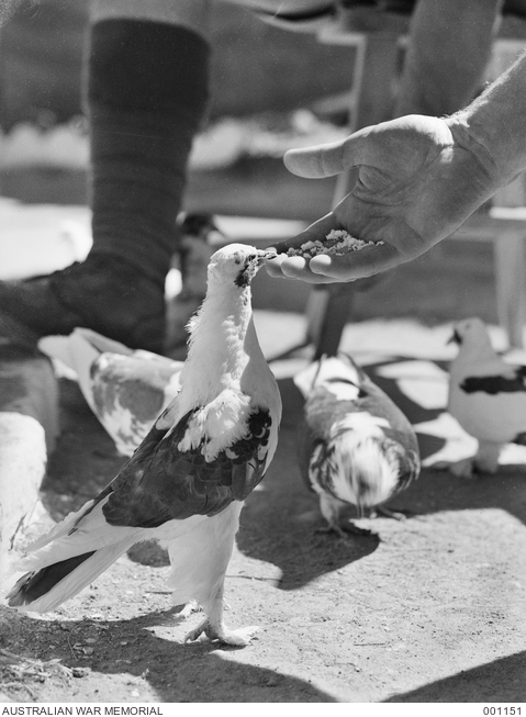 GAZA VALLEY. ONE OF THE VERY TAME PIGEONS AT THE GARRISON. | Australian ...