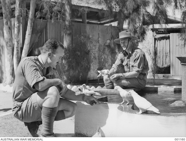 GAZA RIDGE. CAPTAIN CARDWELL AND LIEUTENANT BROCK WITH PIGEONS. (P02038 ...
