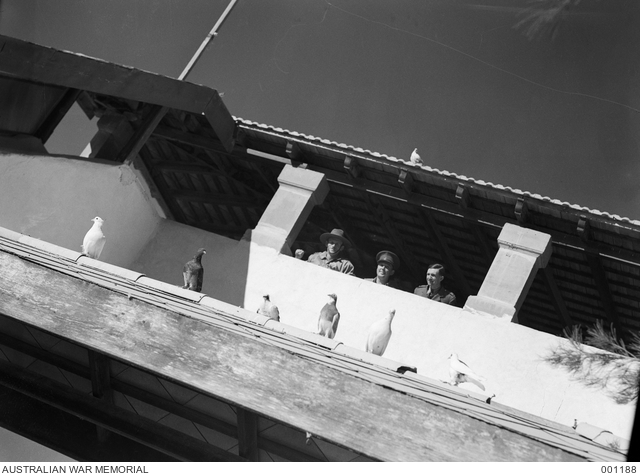 GAZA VILLAGE. THREE A.I.F. TROOPS ON LEAVE, LOOKING DOWN ON THE PIGEONS ...