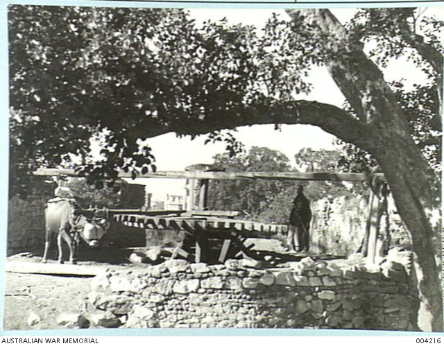 ON ROAD TO MAADI - SITE OF NEW ZEALAND EXPEDITIONARY FORCE CAMP. ONE OF ...