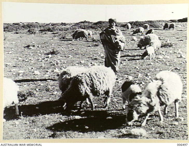 A NATIVE LIBYAN AND HIS GOATS. (NEGATIVE BY F. HURLEY). | Australian ...