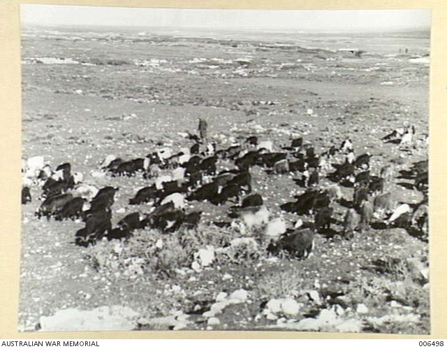 GOATS GRAZING ON LIBYAN SOIL. (NEGATIVE BY F. HURLEY). | Australian War ...