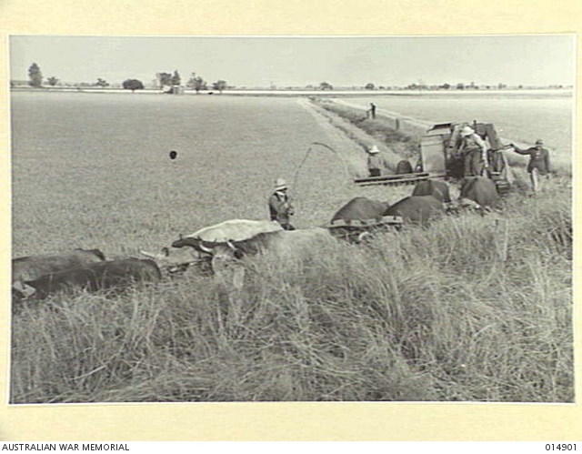 AUSTRALIA AT WAR. THIS PHOTO SHOWS BULLOCK TEAM DRAWING HEADER ON SKIDS ...