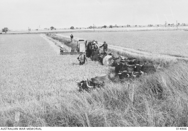AUSTRALIA AT WAR: OWING TO EXTRA PLANTING OF RICE IN THE IRRIGATION ...