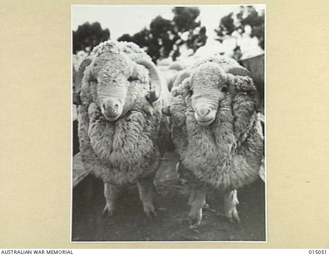 AN AUSTRALIAN MERINO STUD STATION. THE TRIUMPH OF THE BREEDERS ART ...