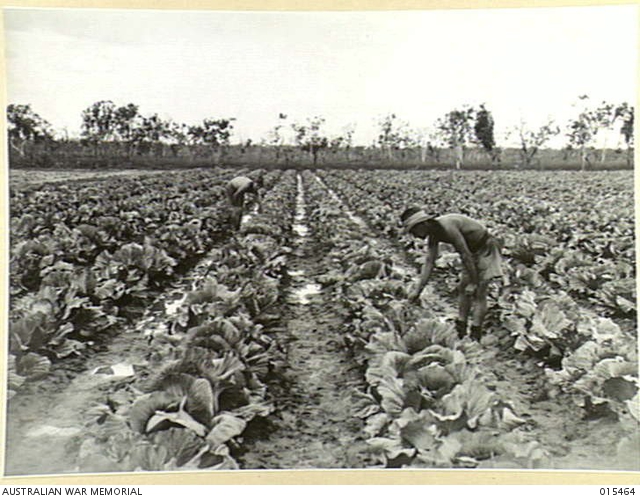 NORTHERN AUSTRALIA. DARWIN. A SECTION OF A CABBAGE CROP AT AN ARMY FARM ...
