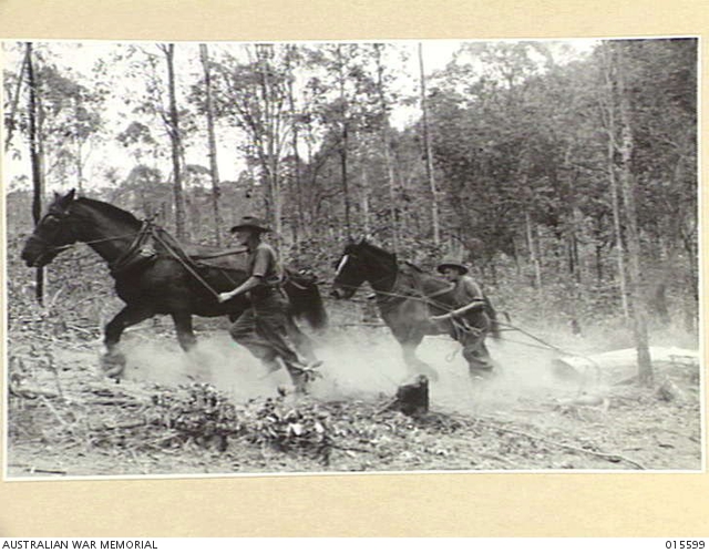 SNIGGING LOGS TO BE TAKEN TO A SAWMILL OPERATED BY AN ARMY FORESTRY ...