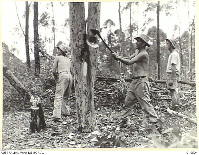 MEMBERS OF AN ARMY FORESTRY UNIT FELLING TREES IN QUEENSLAND FOR ARMY ...