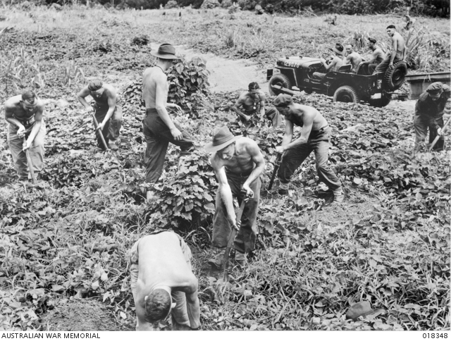 Bougainville, Solomon Islands. 1945. Australian infantrymen digging for ...