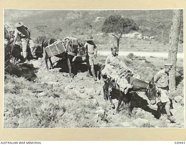 Only mule teams could travel narrow steep paths like the one shown here ...