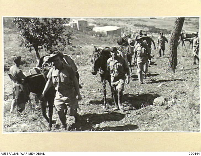 A mule team in Syria being trained by Australians in rugged country ...