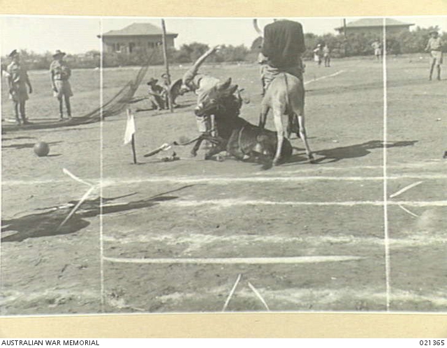 KAFR VITKIN, PALESTINE. 1941-11. AN AMUSING INCIDENT IN THE DONKEY POLO ...